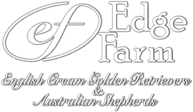 Edge Farm: English Cream Golden Retrievers & Australian Shepherds